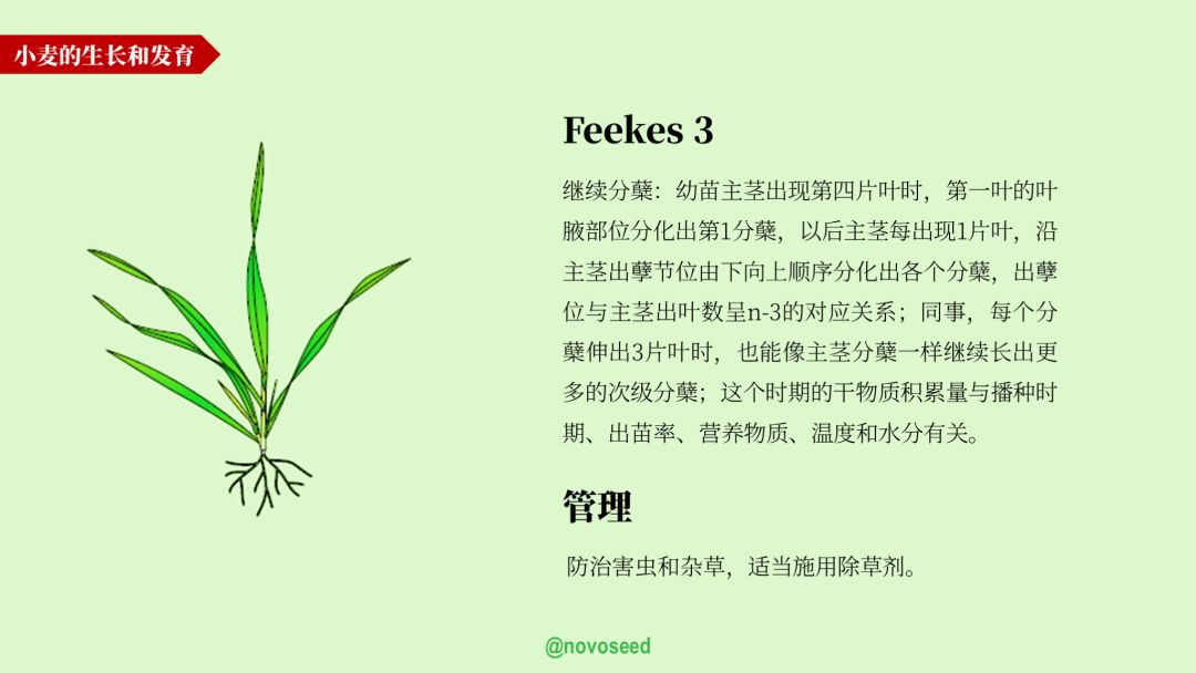 小麦的一生 - 山东省粮食行业协会官网