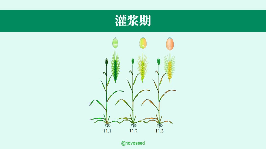 小麦的一生 - 山东省粮食行业协会官网