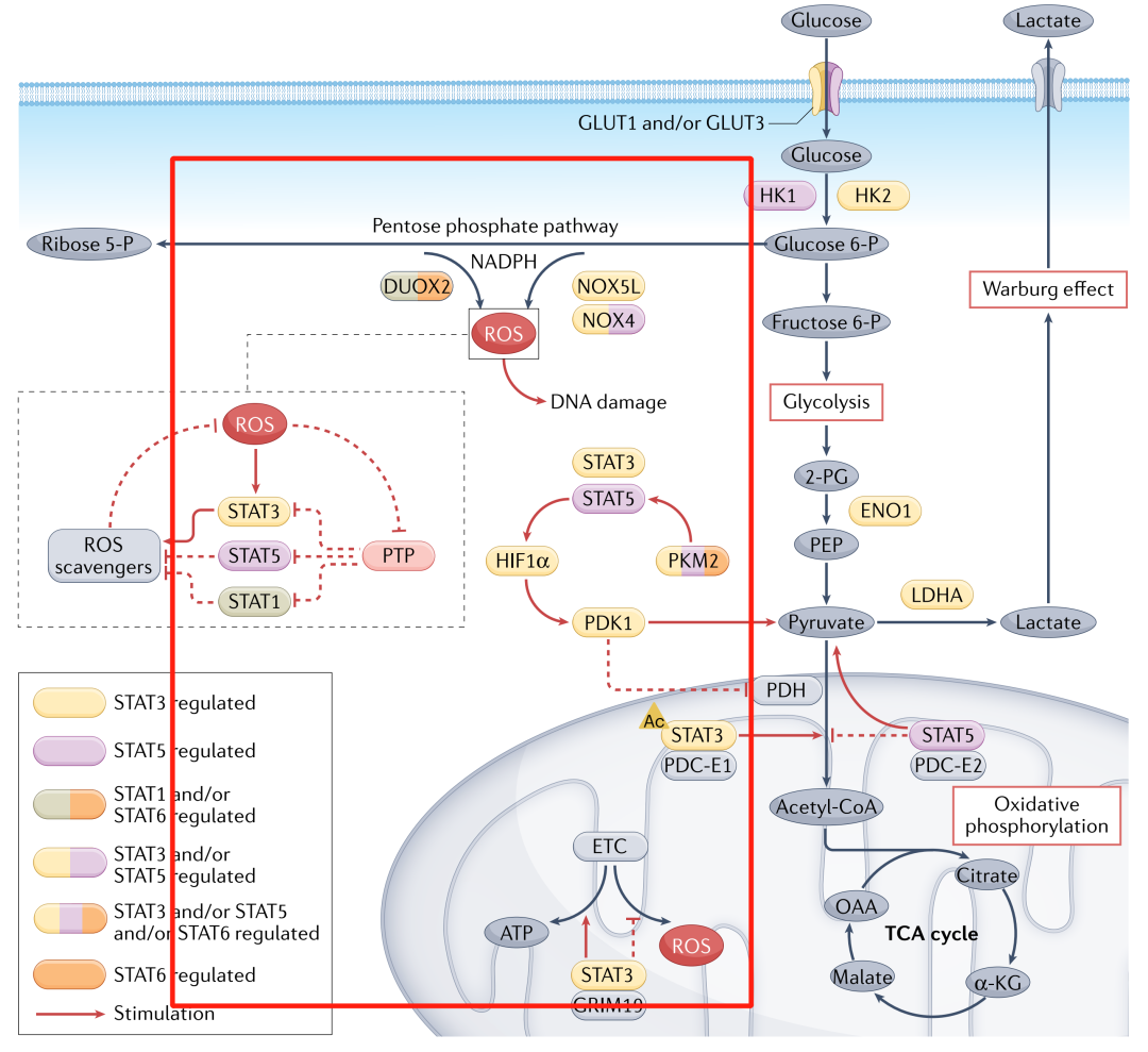 STAT调控肿瘤能量代谢 - 脉脉