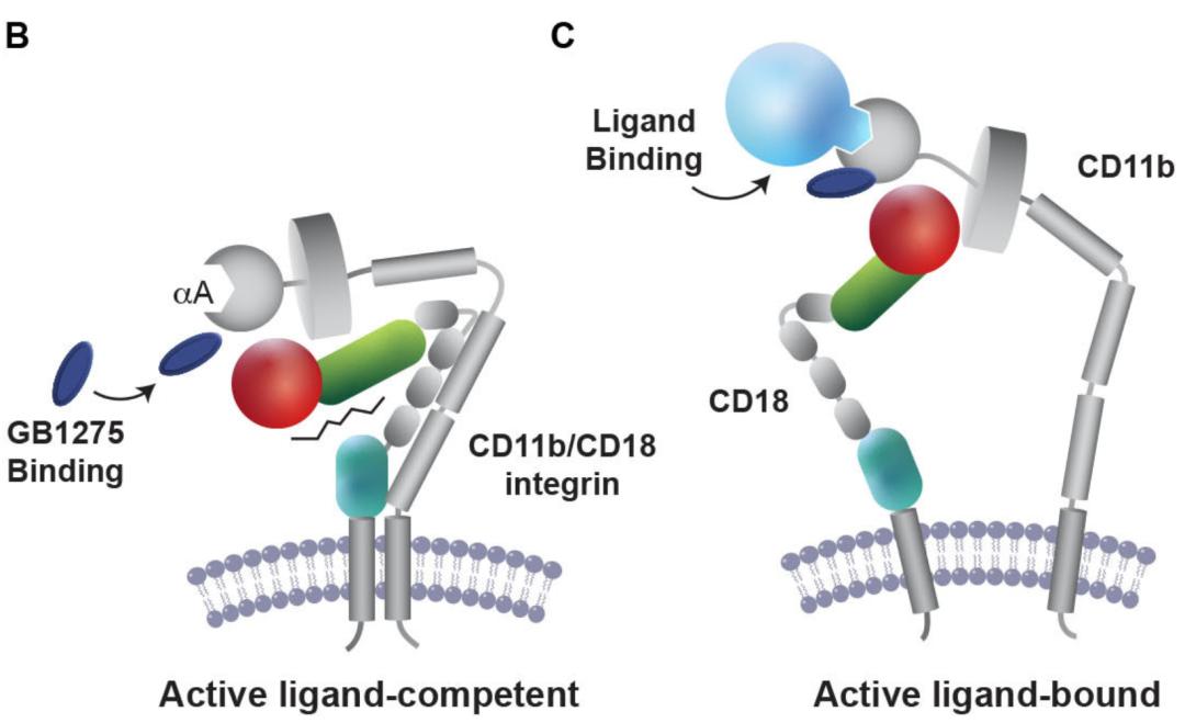 CD11b激动难做，能否改变思路？ - 脉脉