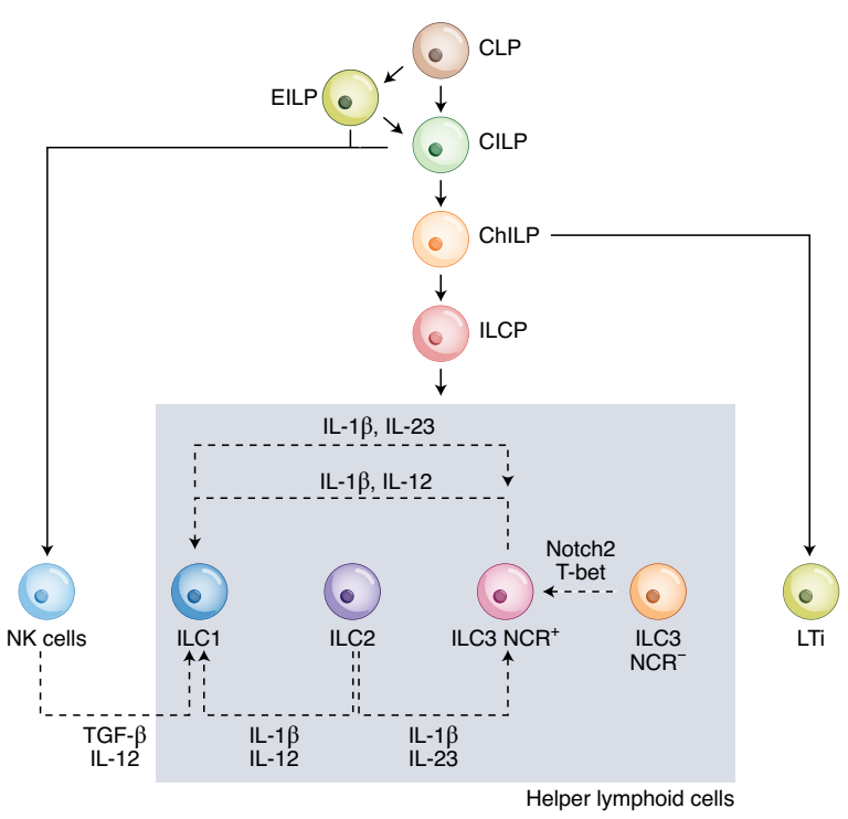 三类ILCs与肿瘤免疫 - 脉脉