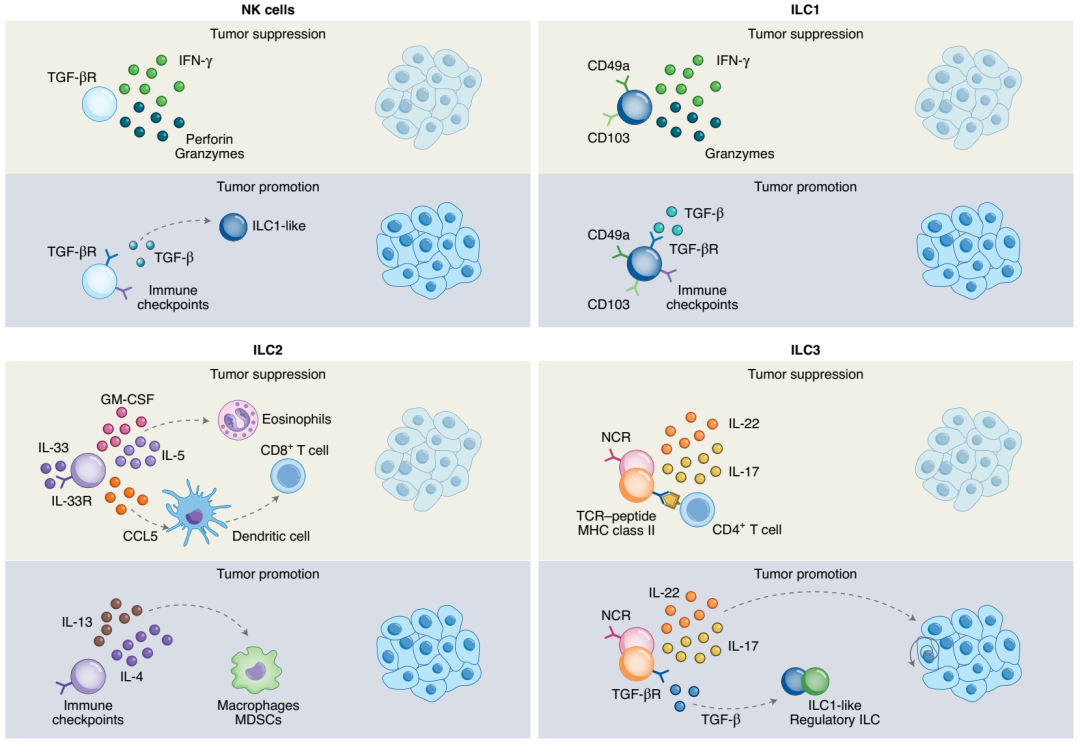 三类ILCs与肿瘤免疫 - 脉脉