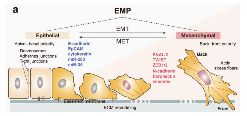 肿瘤细胞可塑性如何影响免疫 - 脉脉
