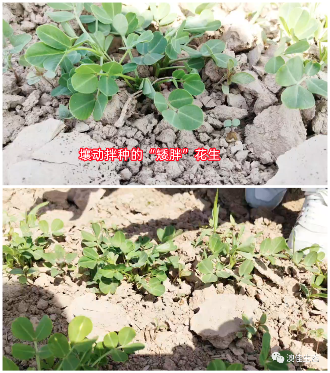 为什么要拌种？今天给你答案！ -农资与市场官网