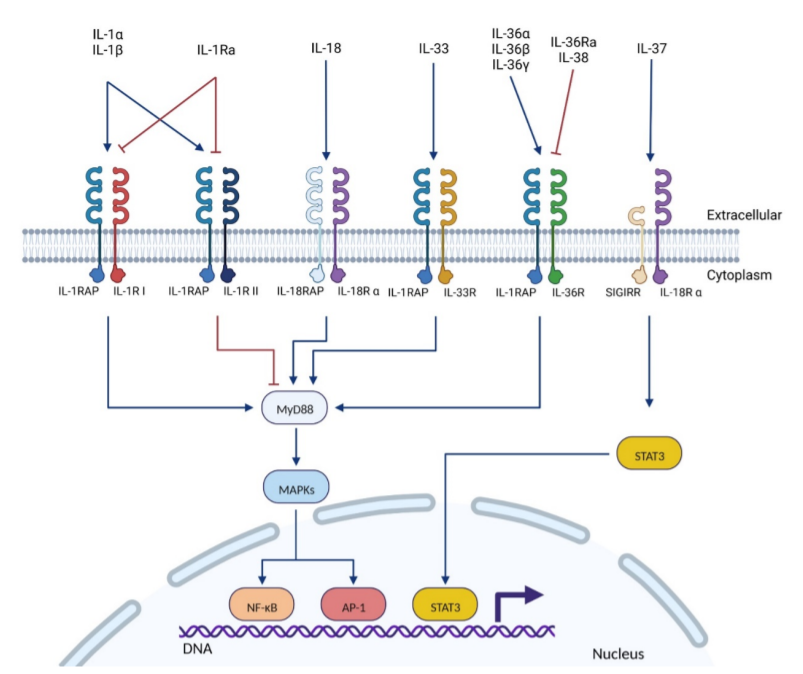 靶点说 | IL-1RAP - 脉脉
