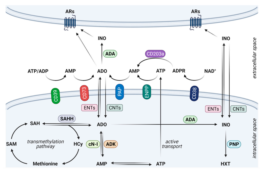 CD39-CD73-腺苷: 针对免疫微环境的肿瘤靶向治疗_行业新闻-博康生物工程（山东）有限公司