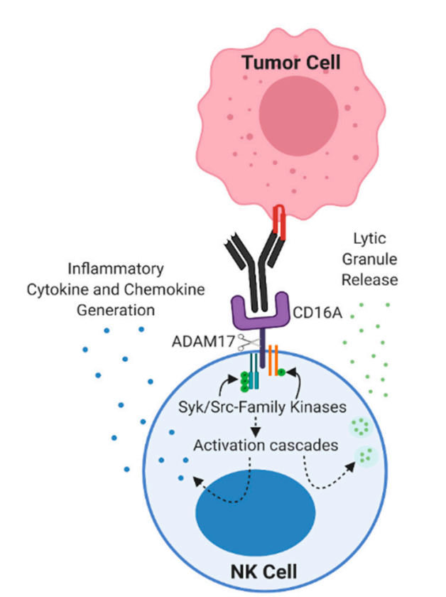 CD16a生物学以及提高ADCC作用的策略_行业新闻-博康生物工程（山东）有限公司