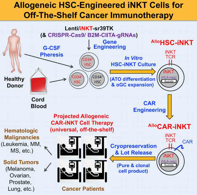 细胞免疫疗法赛道之iNKT疗法的机遇与挑战 - 脉脉