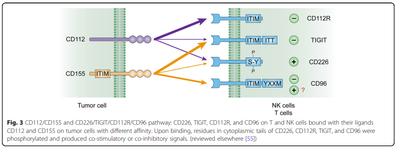 国内第二个！普米斯抗TIGIT/PVRIG双抗PM1009获CDE临床默示许可！ - Py学习