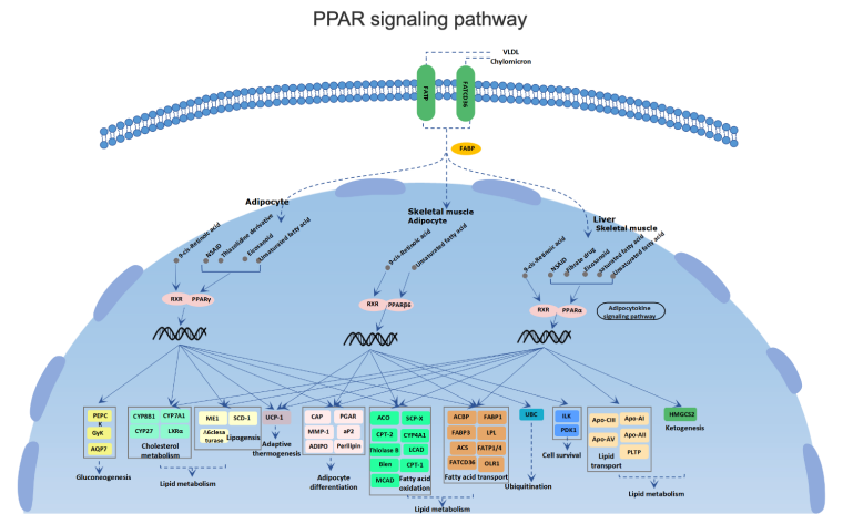 NASH中的泛PPAR激活剂：必贝特BEBT-503会是“潜力股”吗？ - 脉脉