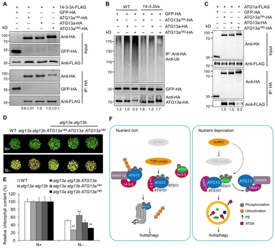 科学网—Plant Cell｜14-3-3蛋白通过调节SINAT介导ATG13降解促进自噬 - 杨鸽的博文