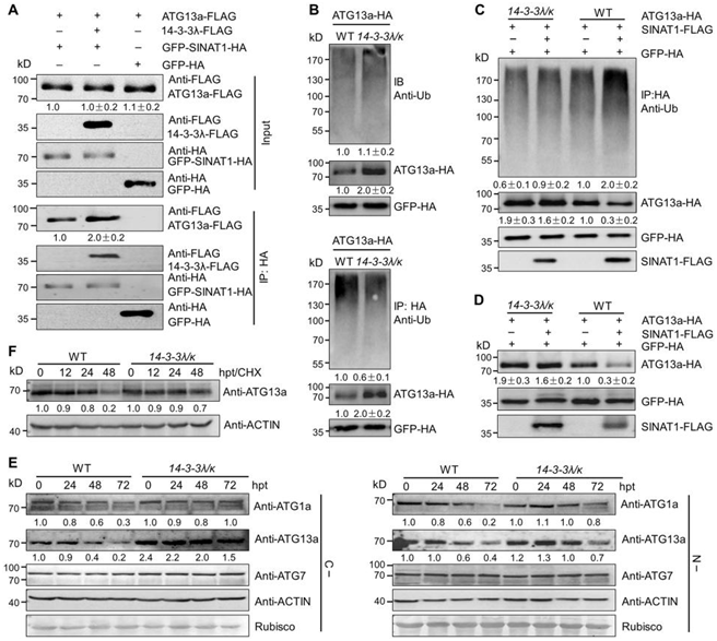 科学网—Plant Cell｜14-3-3蛋白通过调节SINAT介导ATG13降解促进自噬 - 杨鸽的博文