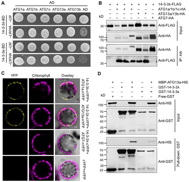 科学网—Plant Cell｜14-3-3蛋白通过调节SINAT介导ATG13降解促进自噬 - 杨鸽的博文