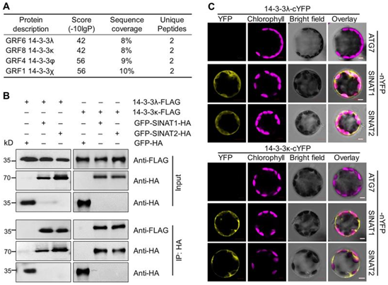 科学网—Plant Cell｜14-3-3蛋白通过调节SINAT介导ATG13降解促进自噬 - 杨鸽的博文