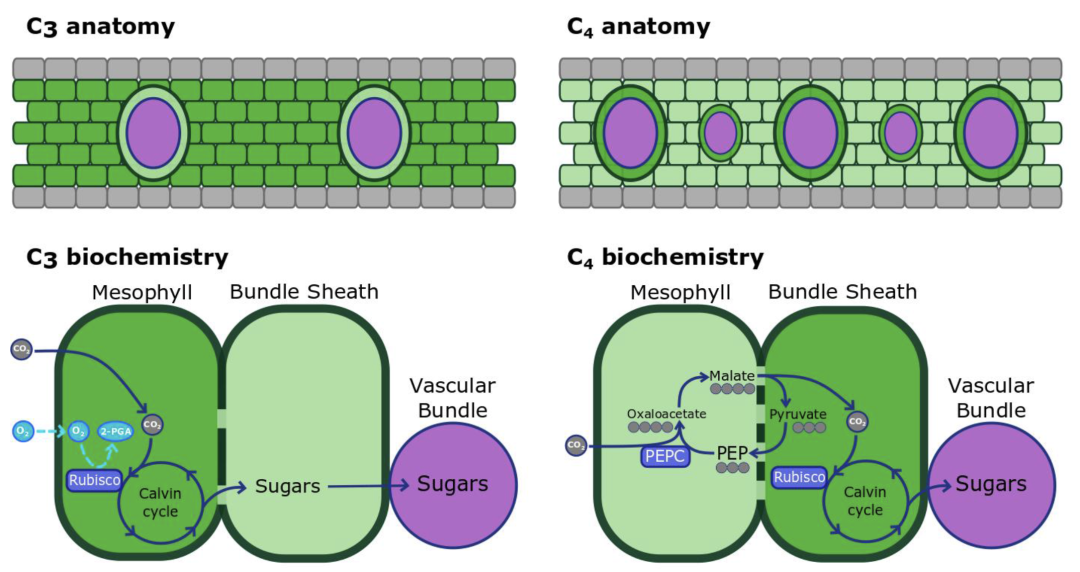 科学网—JXB：为何C4光合作用比较少出现在树木中？ - 郝兆东的博文
