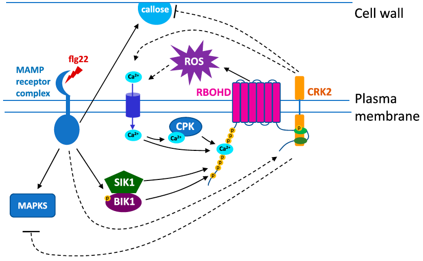 科学网—Plant Cell：战姿预备～CRK2与RBOHD预结合并调节ROS生成（In brief） - 郝兆东的博文