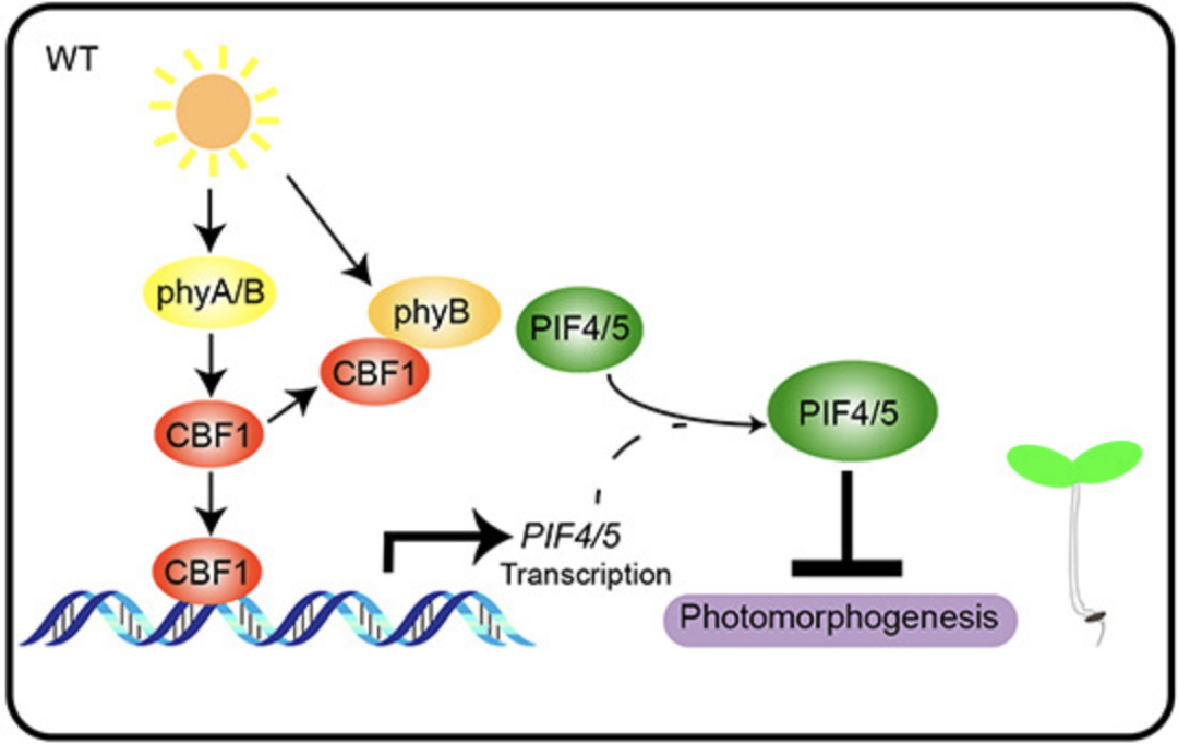 科学网—The EMBO Journal：低温响应调控子CBF1能够在环境温度下促进拟南芥下胚轴生长 - 郝兆东的博文