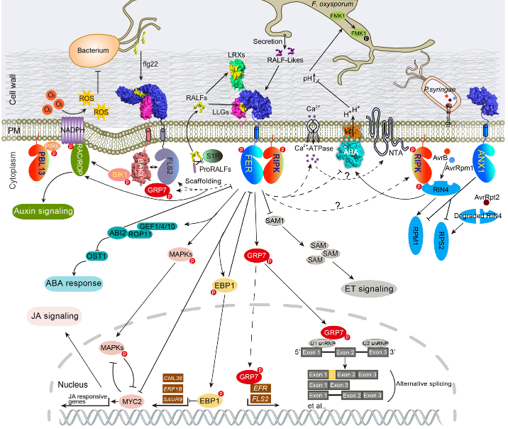 科学网—Plant Communications：植物RALF-FERONIA信号综述～植物免疫响应与细胞生长 - 郝兆东的博文