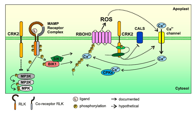科学网—Plant Cell：拟南芥由类受体蛋白激酶CRK2介导的NADPH氧化酶C端磷酸化调控ROS产生 - 郝兆东的博文