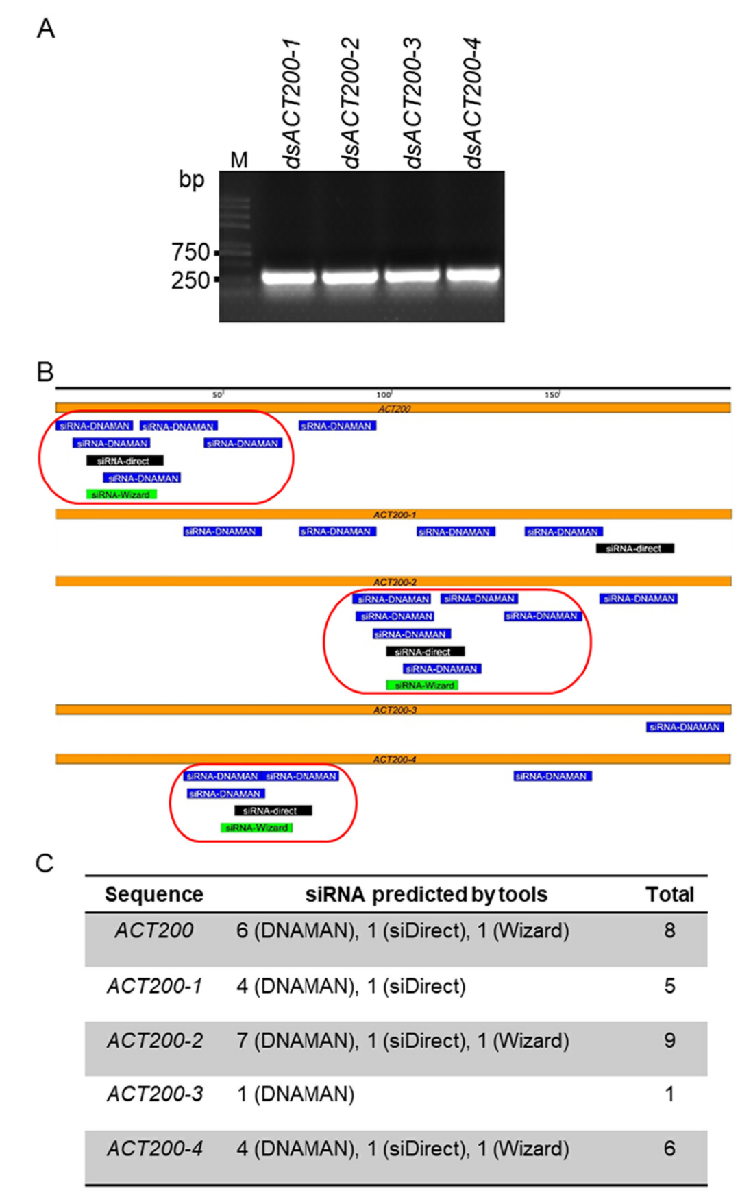 科学网—[转载]靶向β-Actin基因的dsRNA的位置效应对科罗拉多马铃薯甲虫RNAi效率的影响 - 李海超的博文
