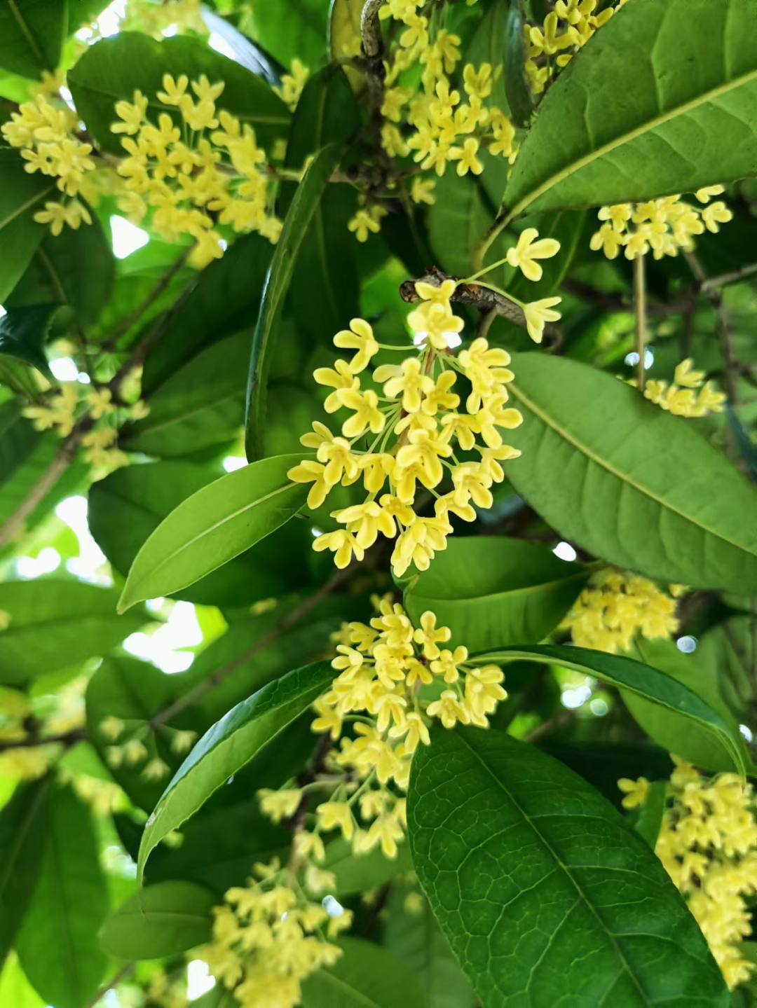 【竹韵 · 知竹轩】弹诗煮韵（第177期） | 自由微信 | FreeWeChat