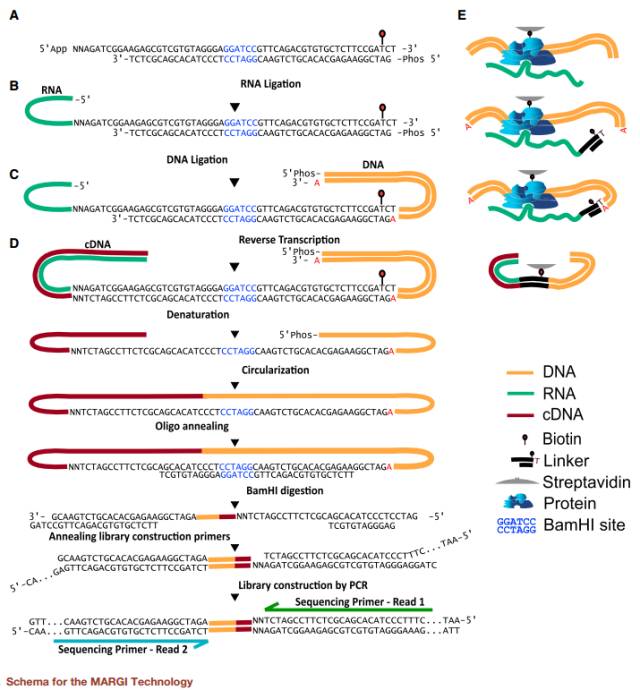 科学网—抓拍RNA与染色质DNA聊天时的画面 - 贾行星的博文