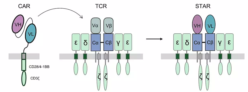 动摇CAR-T垄断地位？新型STAR-T细胞治疗值得关注 - 脉脉
