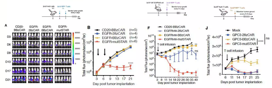 动摇CAR-T垄断地位？新型STAR-T细胞治疗值得关注 - 脉脉