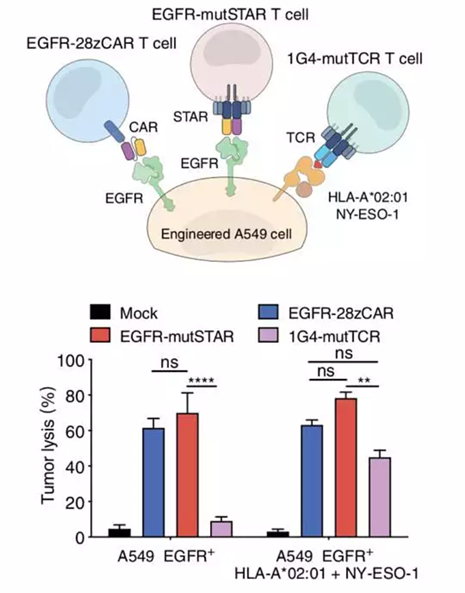 动摇CAR-T垄断地位？新型STAR-T细胞治疗值得关注 - 脉脉