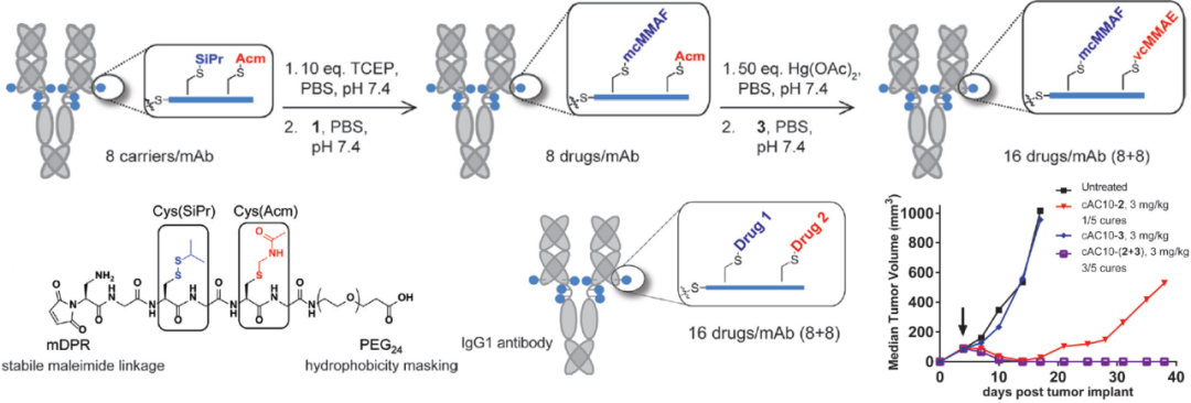 全面梳理 | 双载荷ADC及其类似物的构建策略 - 脉脉
