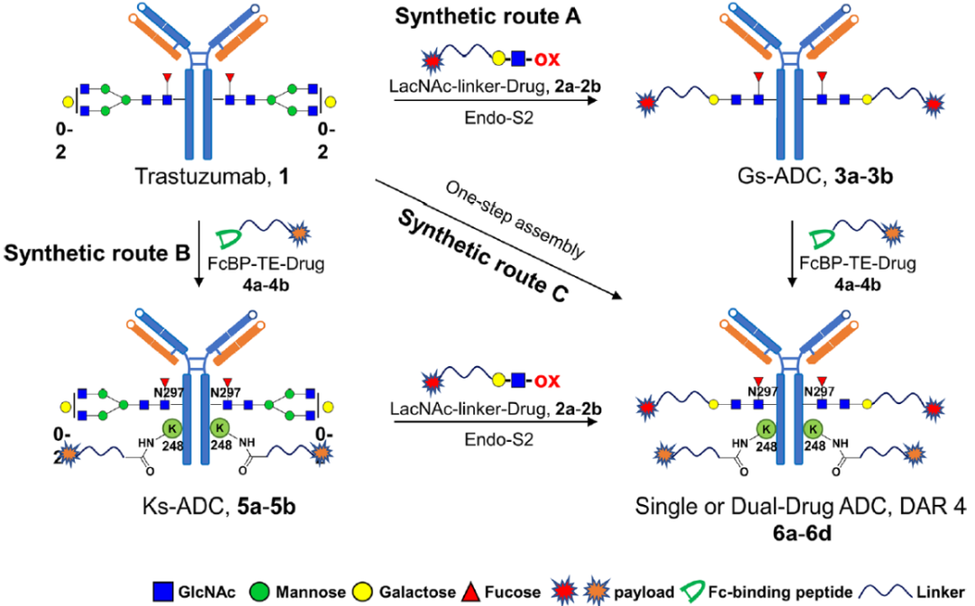 全面梳理 | 双载荷ADC及其类似物的构建策略 - 脉脉