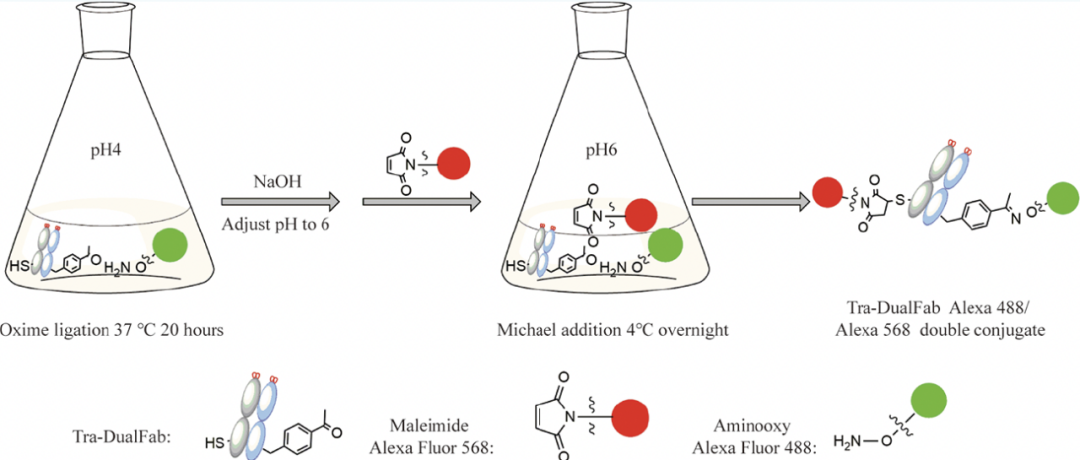 全面梳理 | 双载荷ADC及其类似物的构建策略 - 脉脉