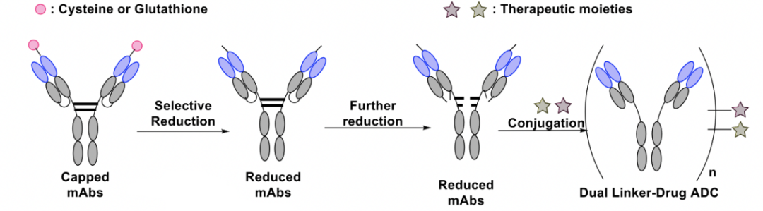 全面梳理 | 双载荷ADC及其类似物的构建策略 - 脉脉