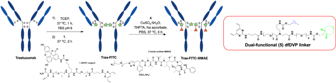 全面梳理 | 双载荷ADC及其类似物的构建策略 - 脉脉