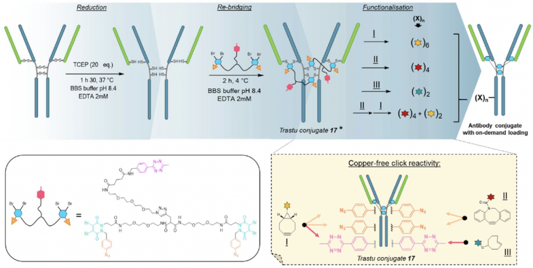 全面梳理 | 双载荷ADC及其类似物的构建策略 - 脉脉