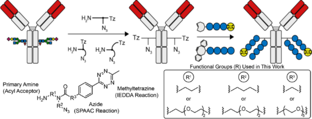 全面梳理 | 双载荷ADC及其类似物的构建策略 - 脉脉