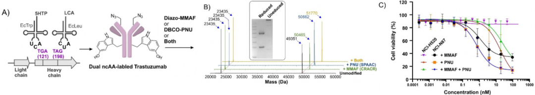 全面梳理 | 双载荷ADC及其类似物的构建策略 - 脉脉