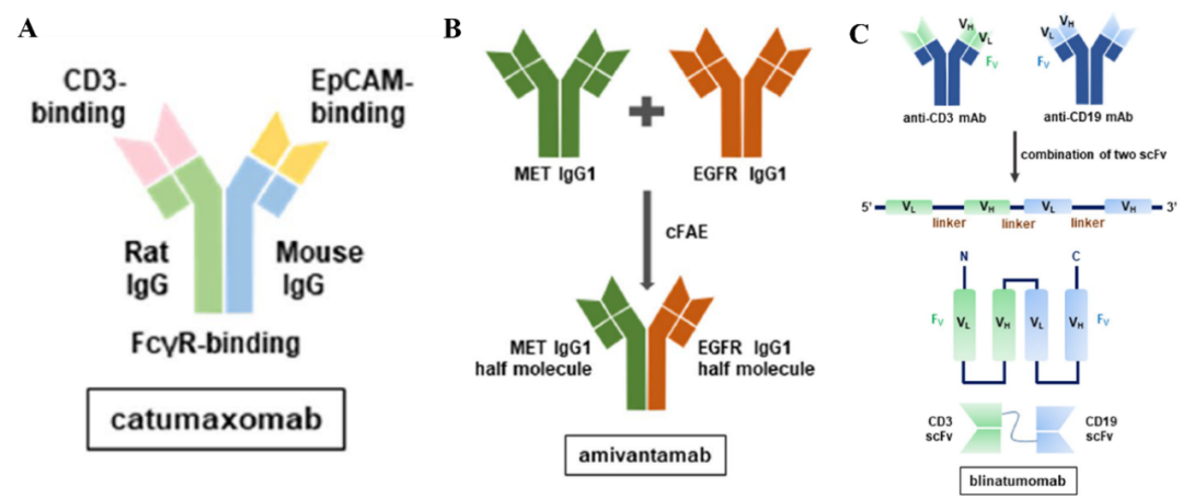 单抗/双抗/ADC：IgG亚型如何选择？ - 脉脉
