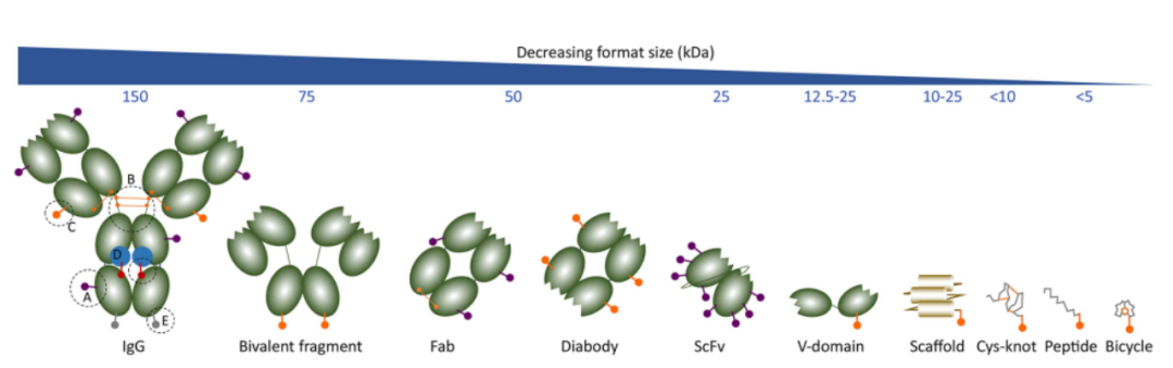 单抗/双抗/ADC：IgG亚型如何选择？ - 脉脉