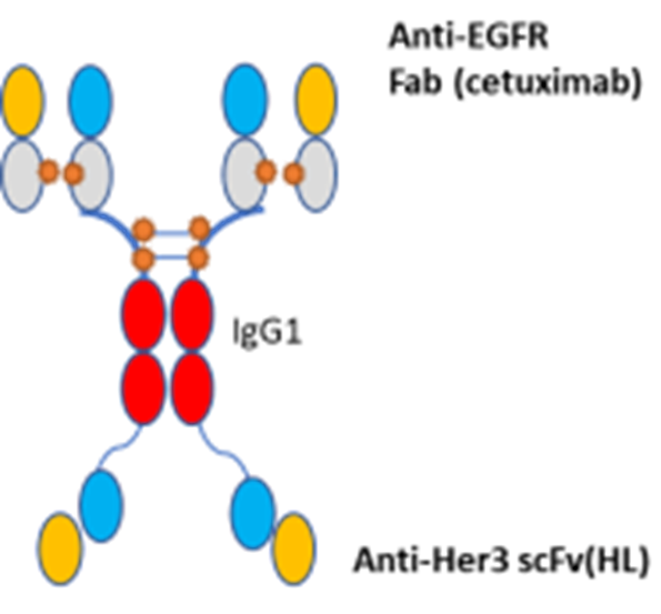 双抗ADC已悄悄上临床，让我们探探有哪些！ - 脉脉