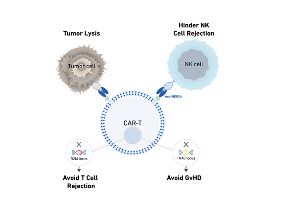 国产通用型CAR-T产品梳理 - 脉脉