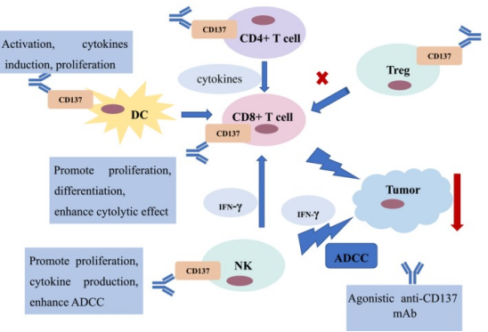 T细胞共刺激靶标：4-1BB - 脉脉