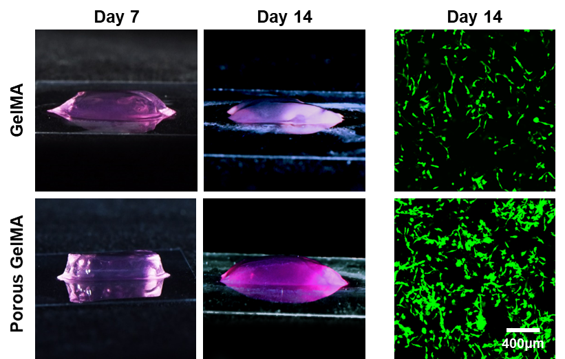 高孔隙率GelMA水凝胶（EFL-GM-PR系列）-技术邻