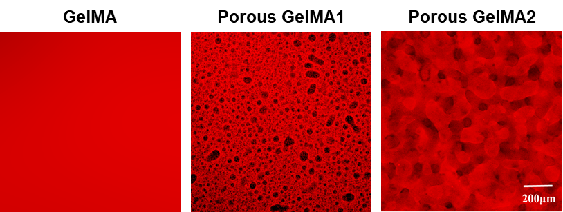 高孔隙率GelMA水凝胶（EFL-GM-PR系列）-技术邻