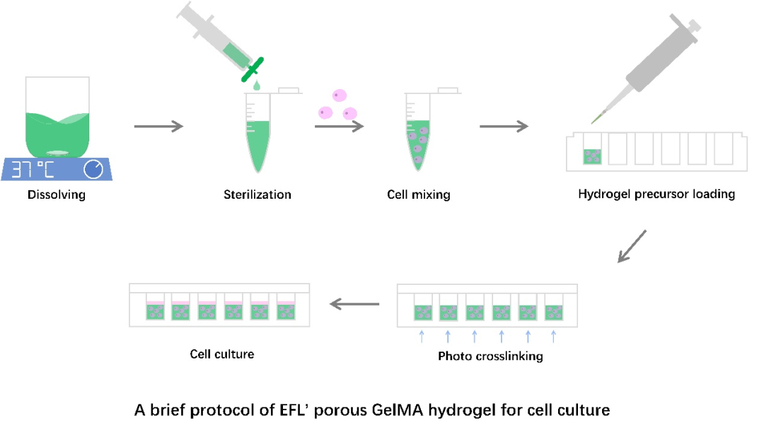 高孔隙率GelMA水凝胶（EFL-GM-PR系列）-技术邻