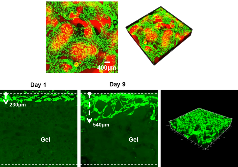 高孔隙率GelMA水凝胶（EFL-GM-PR系列）-技术邻