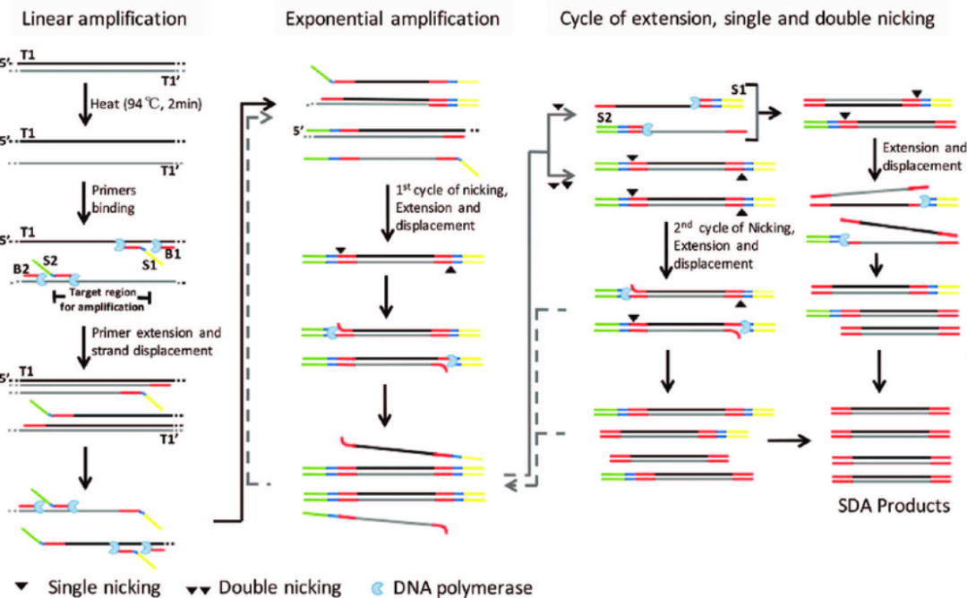 LAMP、RPA、RCA等六种主流等温扩增技术原理介绍_CACLP体外诊断资讯网