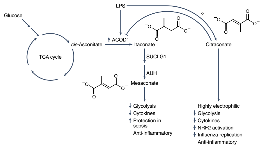 背靠背两篇Nature Metabolism报道衣康酸免疫代谢物家族新成员-中科脂典