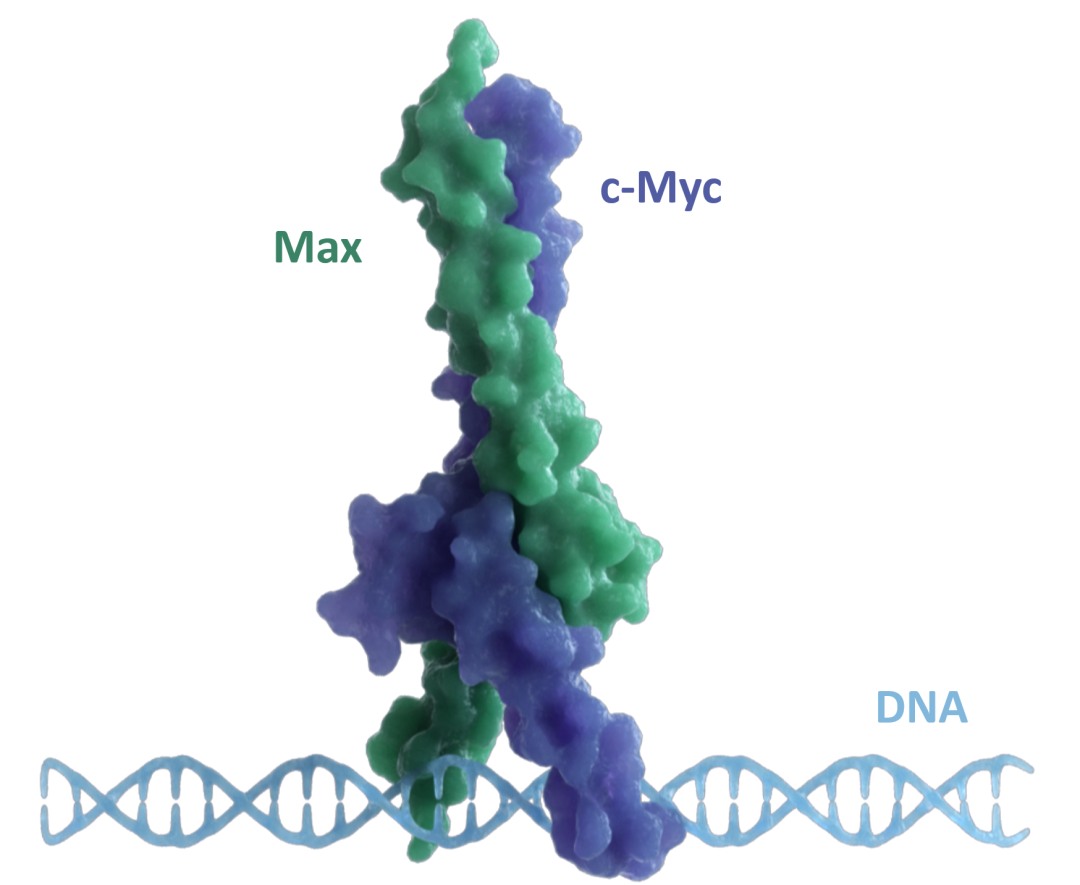 c-Myc新突破！深势科技RiDYMO™动力学平台助力FIC药物发现 - 脉脉