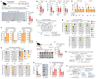 Nature | 胰腺癌细胞以“尿苷”为原料的新代谢轴，为癌症治疗带来新靶点医药新闻-ByDrug-一站式医药资源共享中心-医药魔方